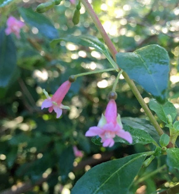 Fuchsia Microphylla Ssp. Microphylla Small Leaf Fuchsia 10 - Etsy