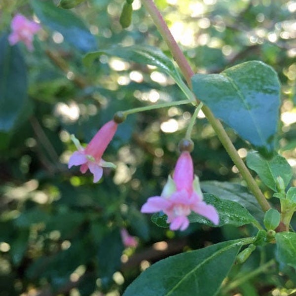 Fuchsia - Etsy