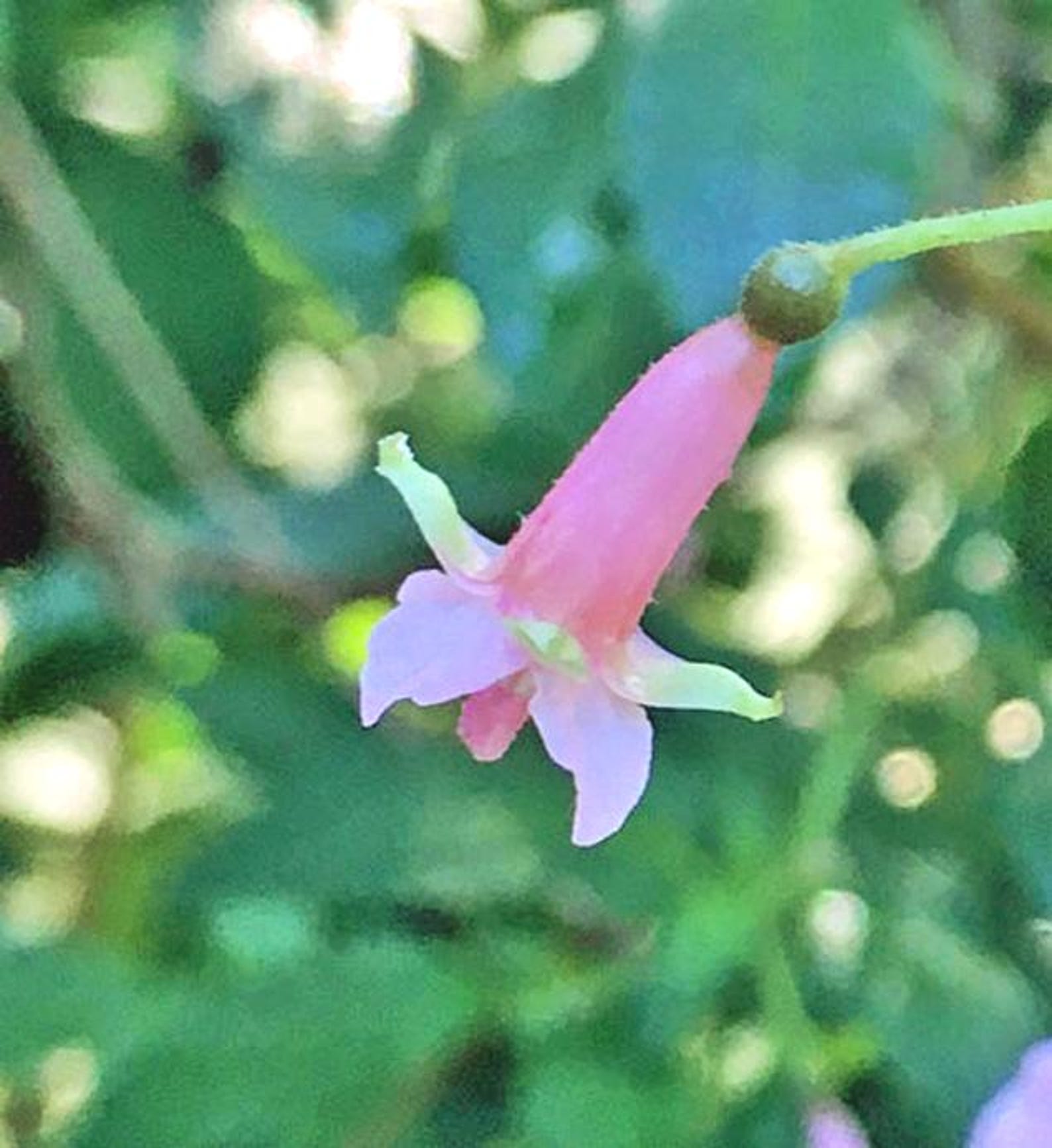 Small Leaf Fuchsia Seeds | Fuchsia Microphylla - Etsy