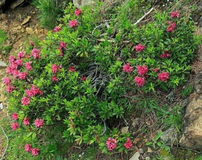 Rhododendron Ferrugineum Dwarf Alpenrose Snow-rose 20 | Etsy