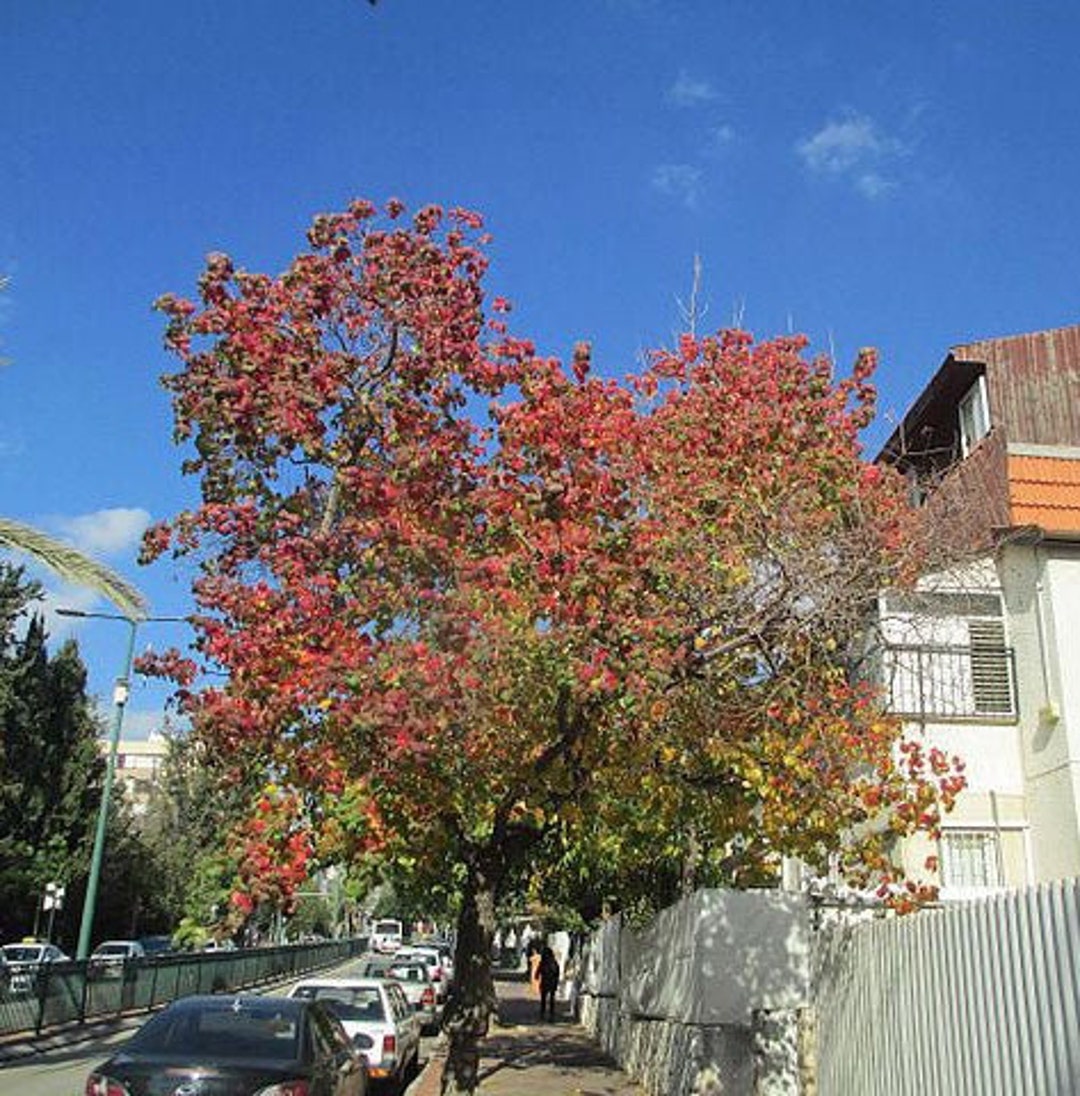 Triadica Sebifera | Popcorn, Chicken or Chinese Tallow Tree | 10 Seeds ...