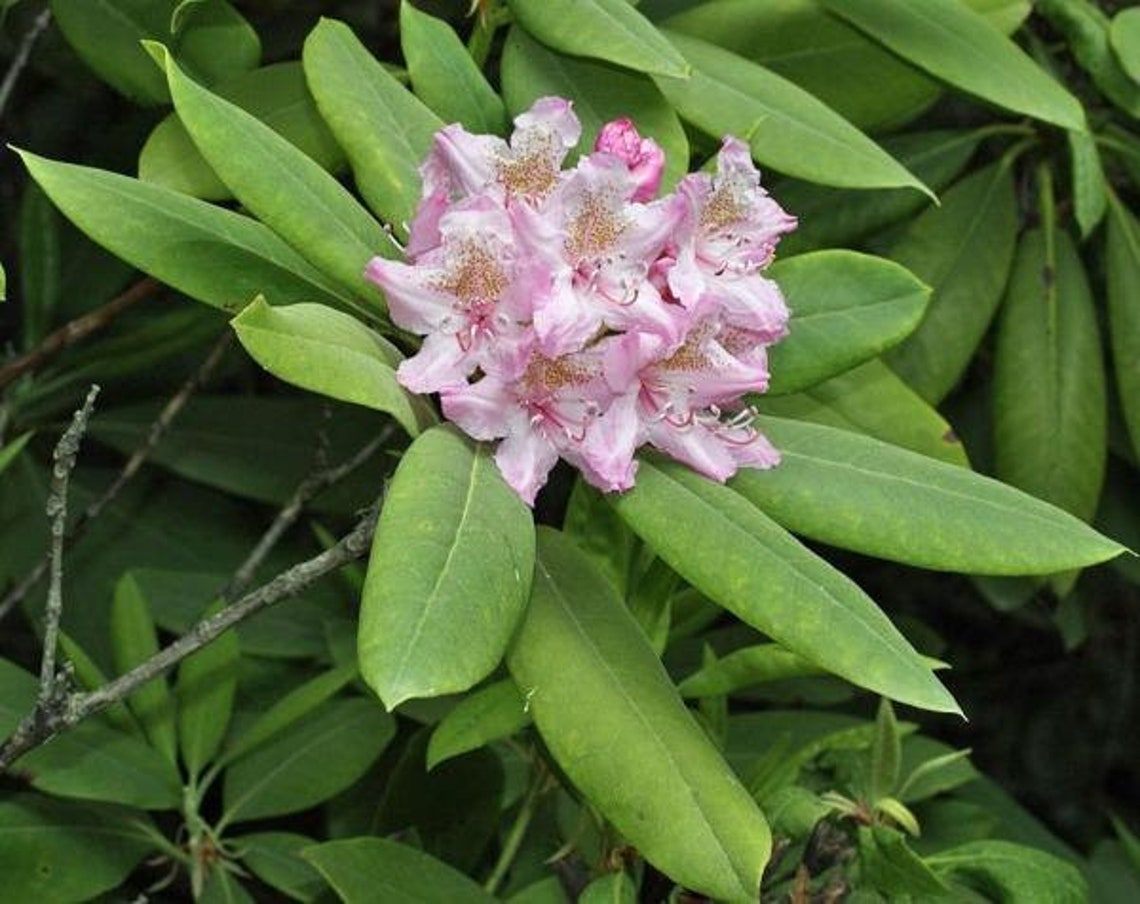 Rhododendron Macrophyllum Coast Rhododendron California - Etsy Canada