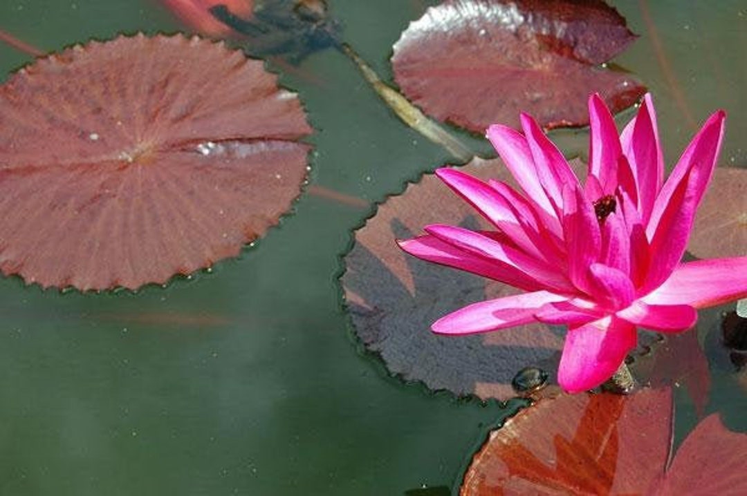 Nymphaea Rubra | Red Cup | Red Flare | 10 Seeds - Etsy