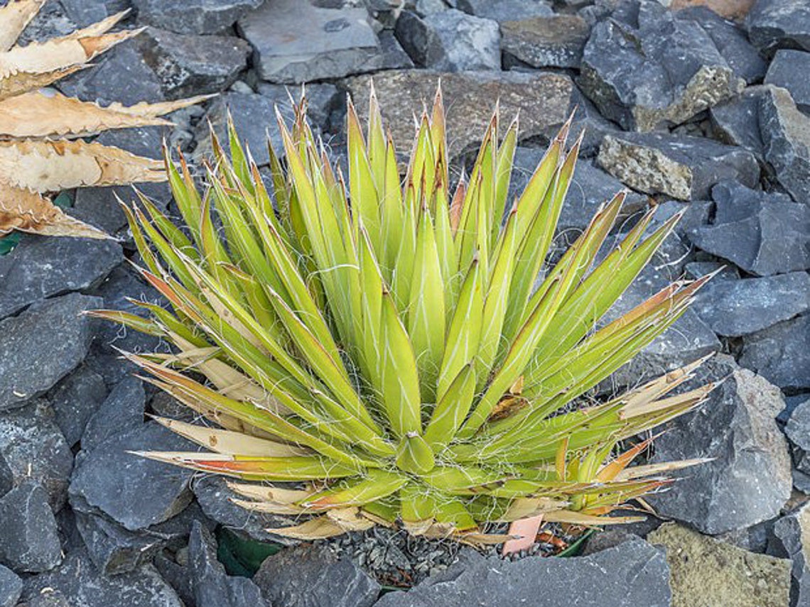 Agave Toumeyana Ssp. Bella | Toumeys Century Plant | 10 Seeds - Etsy