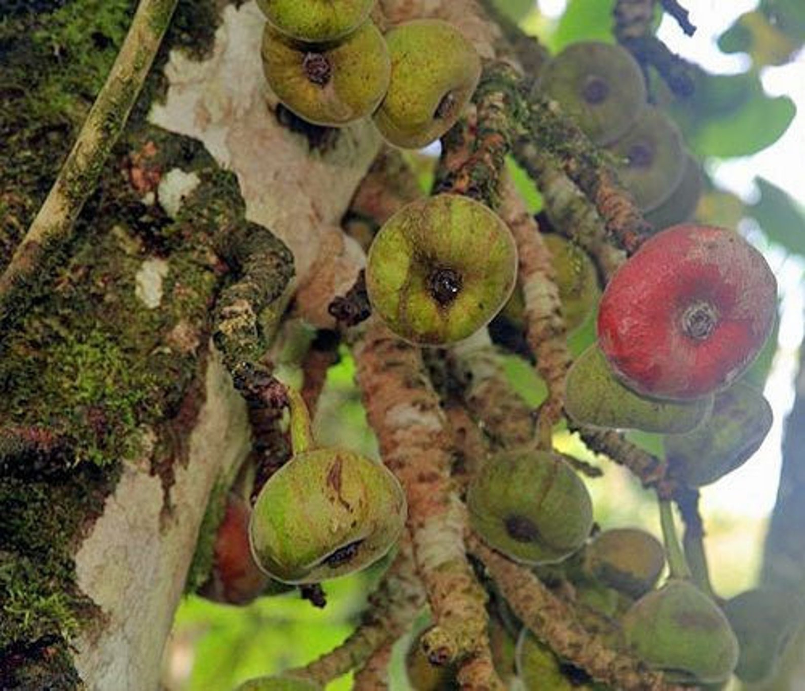 Ficus Auriculata | Roxburgh Fig | Broad-leaf Fig | 20 Seeds - Etsy