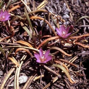 Lewisia Pygmaea | Alpine or Dwarf Lewisia | Pygmy Bitterroot | 5 Seeds ...