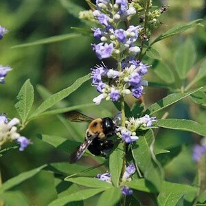 Vitex Agnus-castus | Chaste Tree | Monks Pepper Alba | 20 Seeds - Etsy
