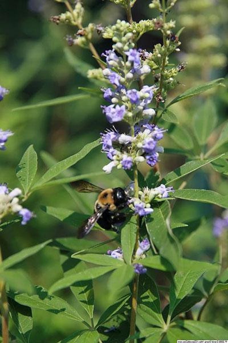Vitex Agnus-castus Chaste Tree Monk's Pepper | Etsy