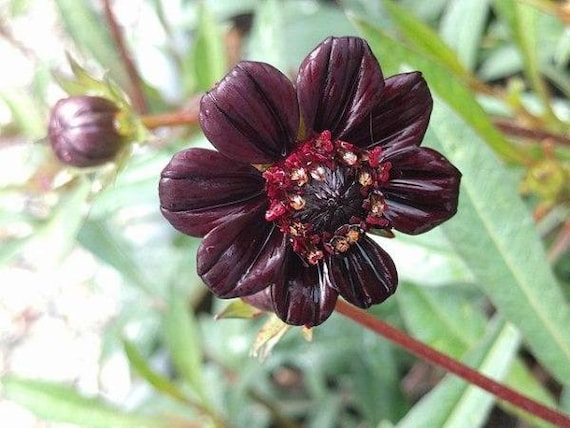 Cosmos Atrosanguineus black Magic Chocolate - Etsy