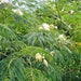 Albizia Julibrissin | Alba | White Silk Tree | 10 Seeds - Etsy
