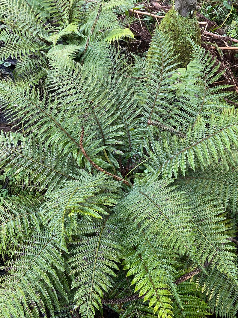 Polystichum Polyblephorum | Japanese Tassel Fern | 250 Spores - Etsy