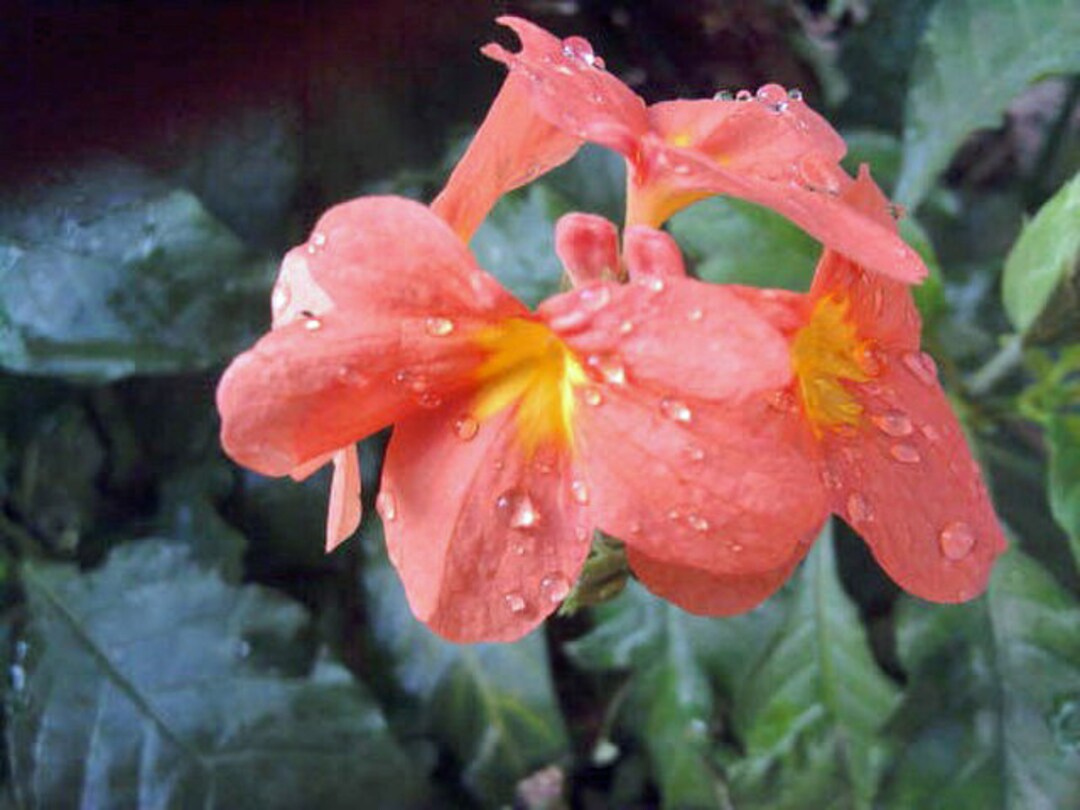 Crossandra Infundibuliformis | Orange Firecracker Flower | 70 Seeds - Etsy
