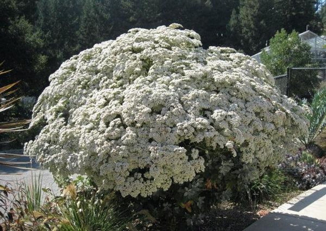 Eriogonum Giganteum | St. Catherines Lace | Giant Buckwheat | 100 Seeds ...