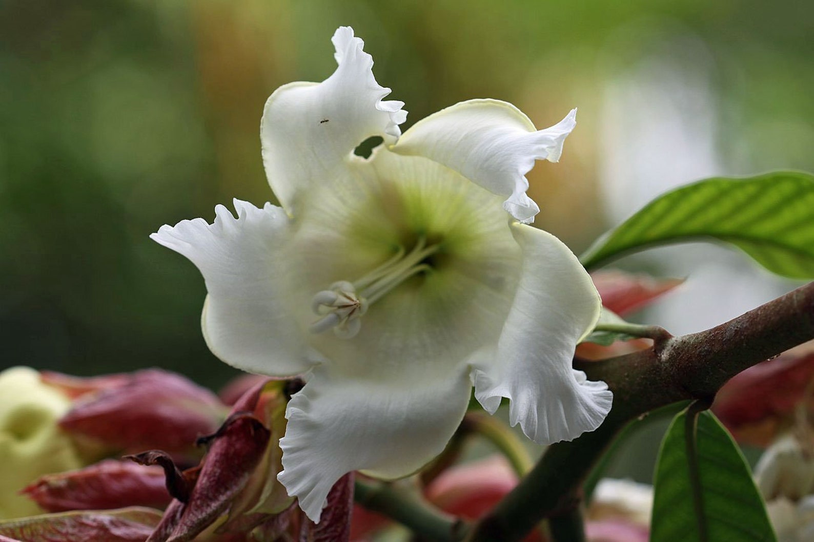 Beaumontia Grandiflora Herald's Trumpet Easter Lily | Etsy