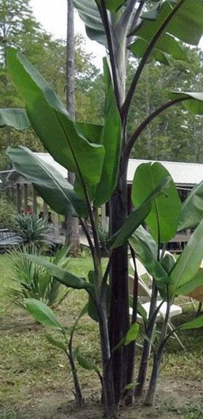 Musa Balbisiana Atia Black Black Thai 10 Seeds - Etsy