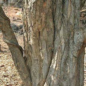 Wrightia Tinctoria | Pala Indigo Plant | Sweet Indrajao | 50 Seeds - Etsy