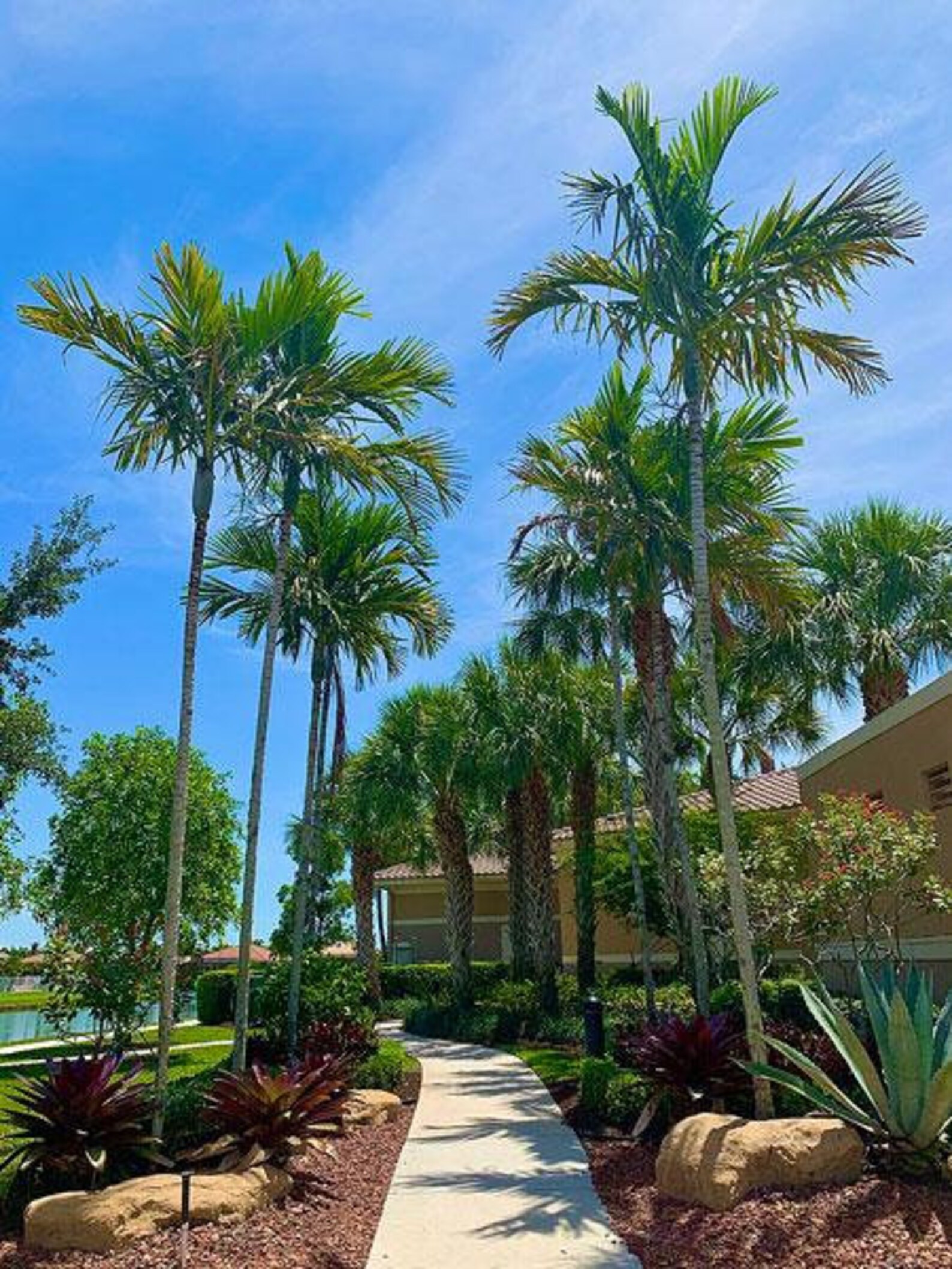 Ptychosperma Elegans Elegant or Solitaire Palm 10 Seeds - Etsy