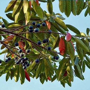 Elaeocarpus Angustifolius Blue Marble Tree 5 Seeds - Etsy