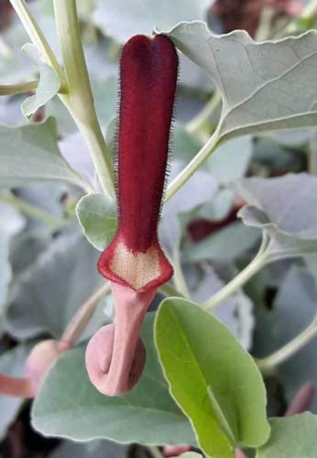 Aristolochia Bracteolata | 20 Seeds - Etsy