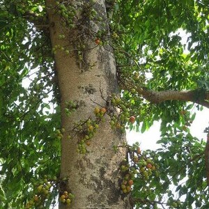 Ficus Racemosa | Cluster or Indian Fig Tree | Audumbara | 100 Seeds - Etsy