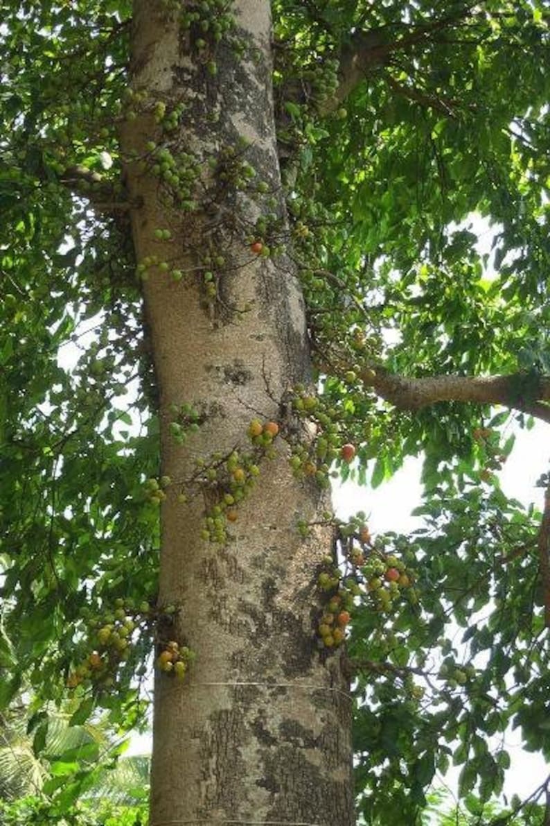 Ficus Racemosa | Cluster or Indian Fig Tree | Audumbara | 100 Seeds - Etsy