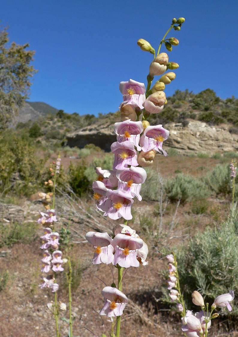Penstemon Palmeri Palmers Penstemon Scented Beardtongue - Etsy