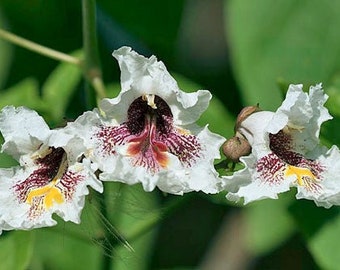 Southern Cigar Tree Seeds catalpa Bignonioides 15seeds - Etsy