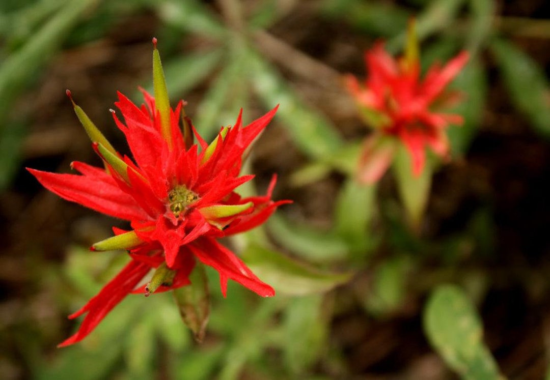 Castilleja Integra | Whole-leaf Indian Paintbrush | 30 Seeds - Etsy