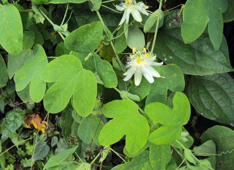 Passiflora Subpeltata | White Passionflower | 10 Seeds - Etsy