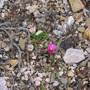 Lewisia Pygmaea | Alpine or Dwarf Lewisia | Pygmy Bitterroot | 5 Seeds ...