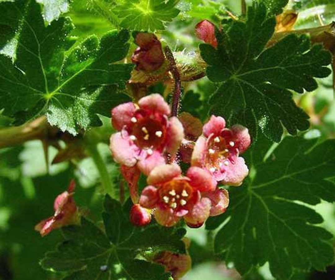 Ribes Montigenum | Mountain Gooseberry | Red Prickly Gooseberry | 10 ...