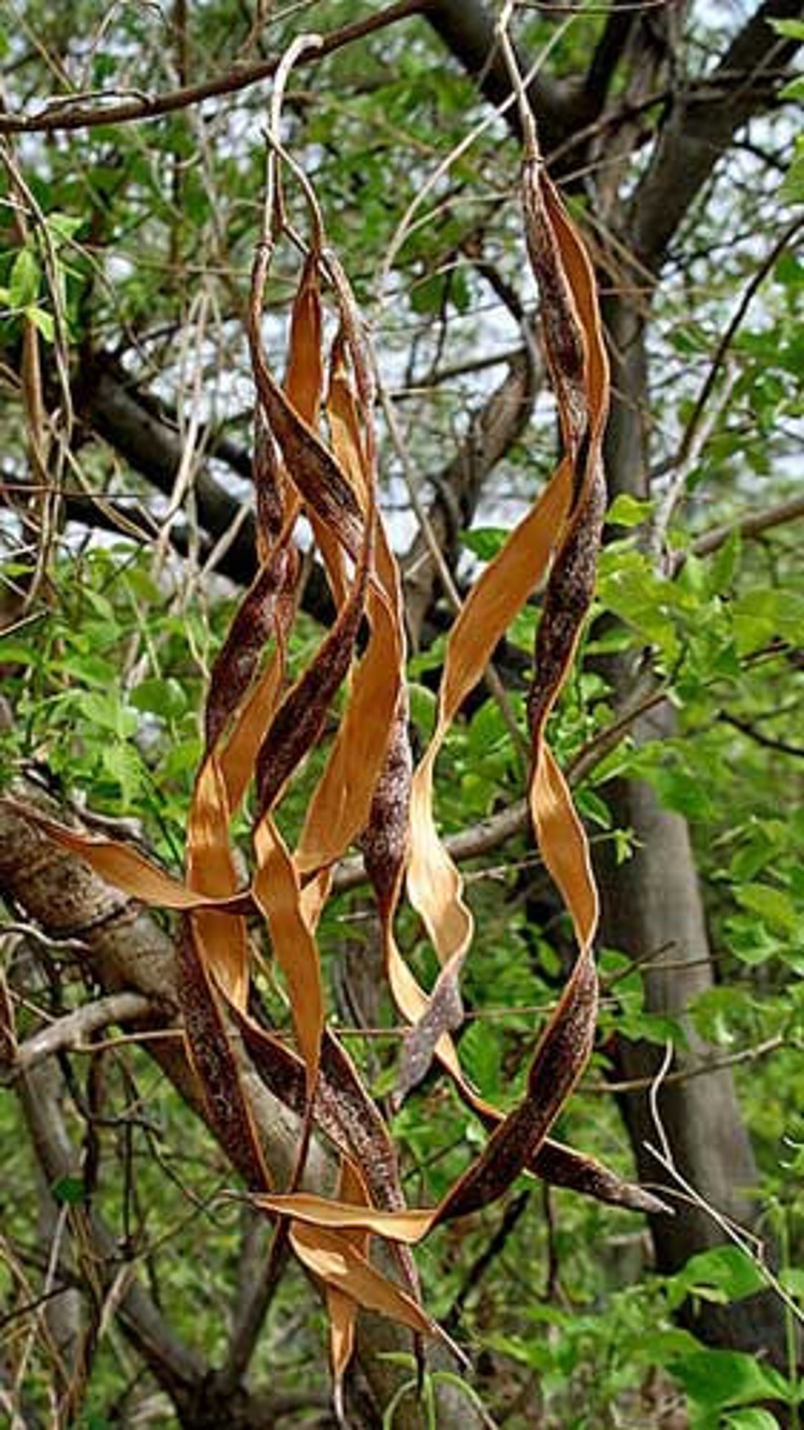 Wrightia Tinctoria | Pala Indigo Plant | Sweet Indrajao | 50 Seeds - Etsy