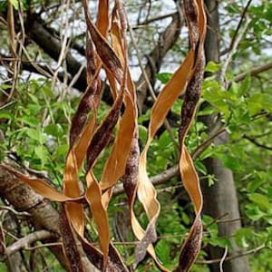 Wrightia Tinctoria | Pala Indigo Plant | Sweet Indrajao | 50 Seeds - Etsy