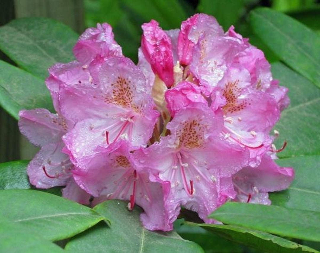 Rhododendron Macrophyllum | Coast Rhododendron | California Rose-bay ...