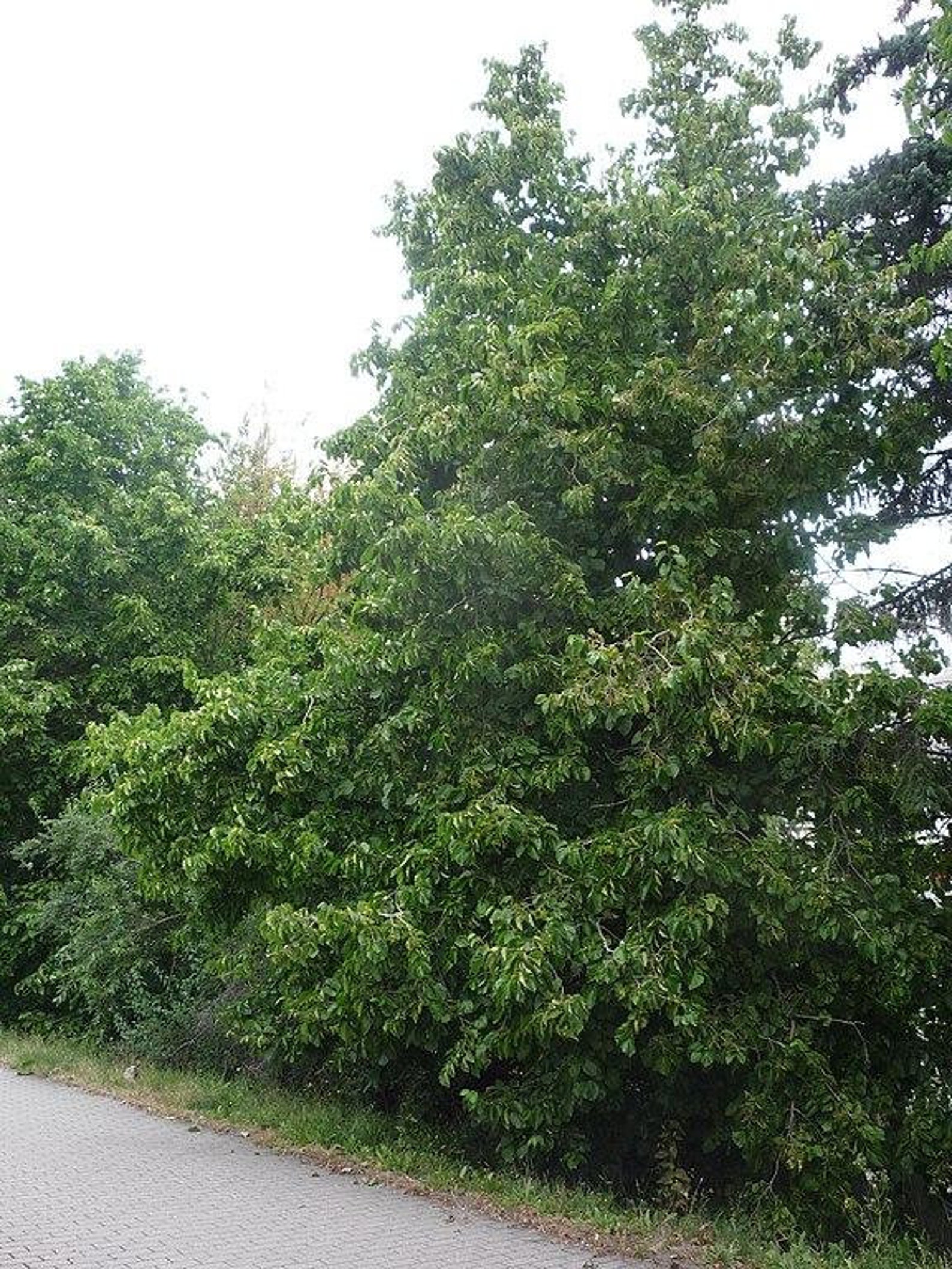 Corylus colurna Turkish Hazel Chinese Hazelnut 10 Seeds | Etsy