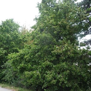 Corylus Colurna | Turkish Hazel | Chinese Hazelnut | 10 Seeds - Etsy