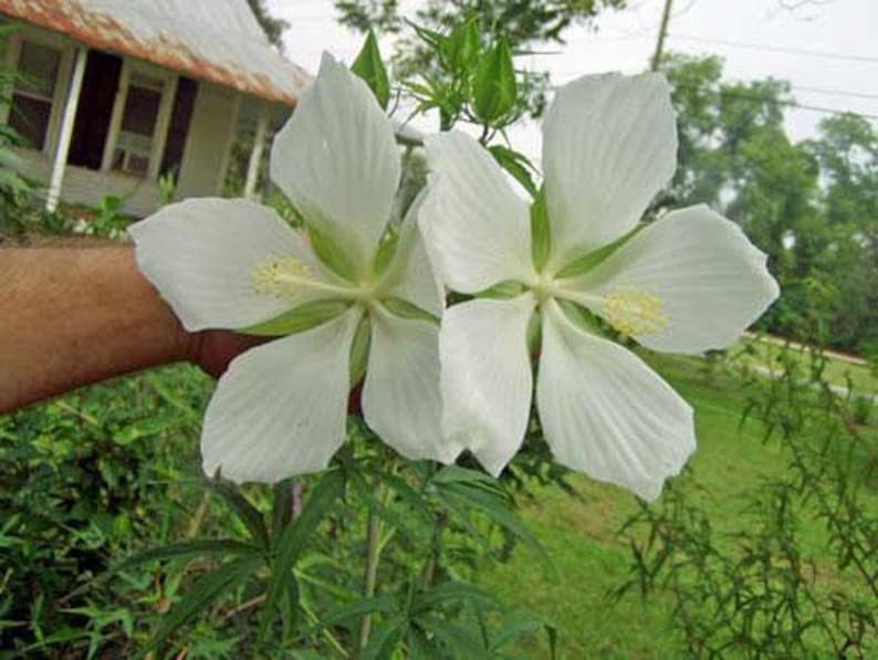 Hibiscus Coccineus Alba White Texas Star 5 Seeds - Etsy