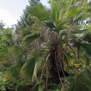 Brahea Edulis Guadalupe Palm 5 Seeds - Etsy