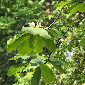 Magnolia Officinalis | Houpo Magnolia | 5 Seeds - Etsy