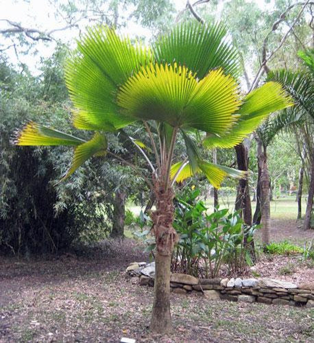Pritchardia Pacifica | Fiji Fan Palm | 10 Seeds - Etsy