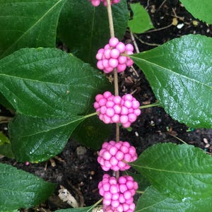 Callicarpa Americana | Parkers Pink | 20 Seeds - Etsy