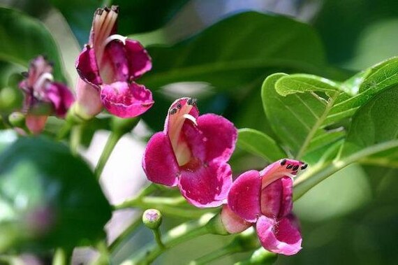 Vitex Lucens Puriri New Zealand Chaste Tree RARE Puriri | Etsy