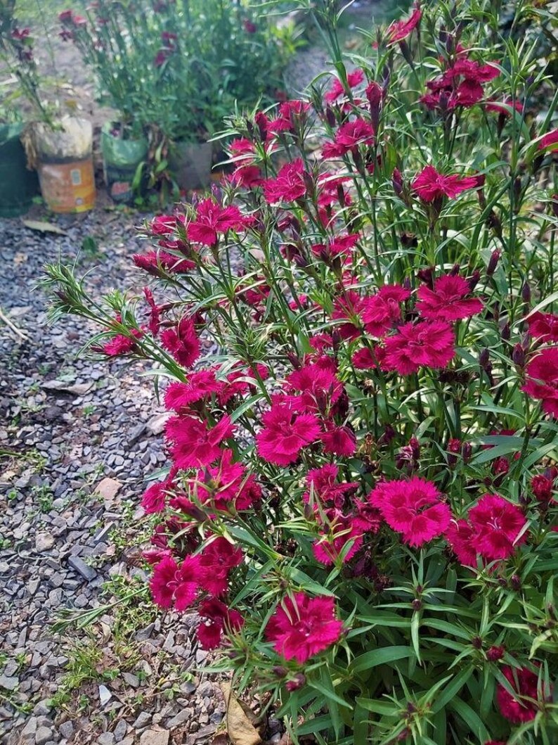 Dianthus Barbatus Single Mix Sweet William 100 Seeds - Etsy
