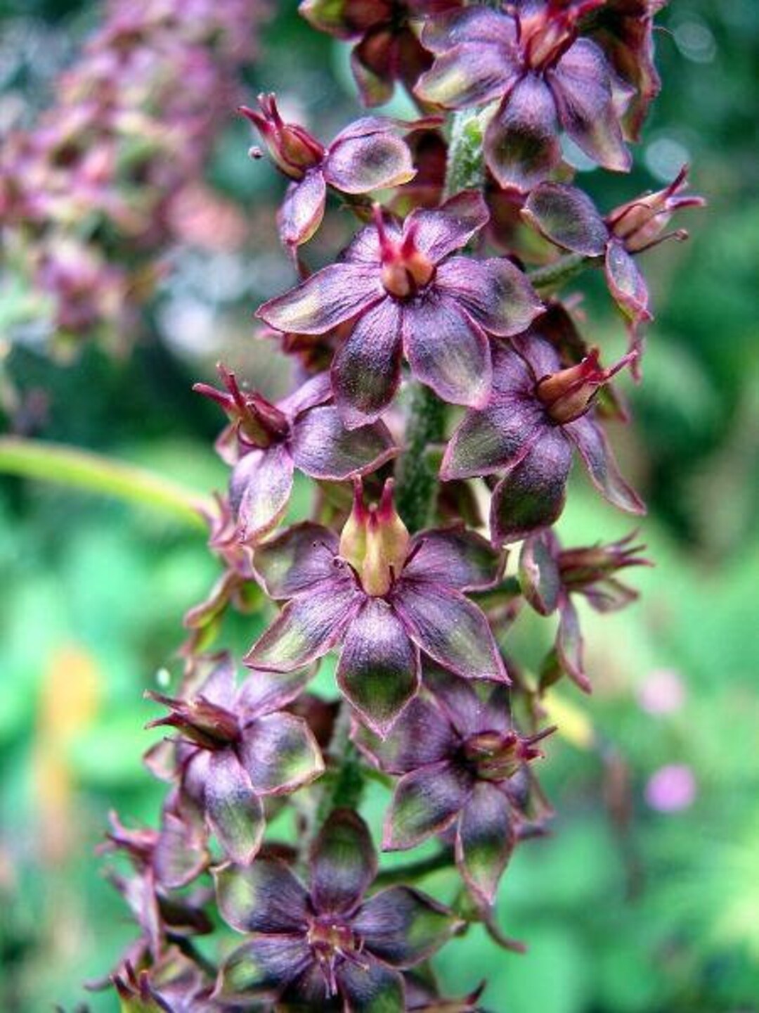 Veratrum Nigrum | Black False Hellebore | 20 Seeds - Etsy