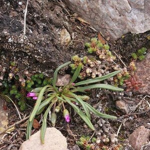 Lewisia Pygmaea | Alpine or Dwarf Lewisia | Pygmy Bitterroot | 5 Seeds ...