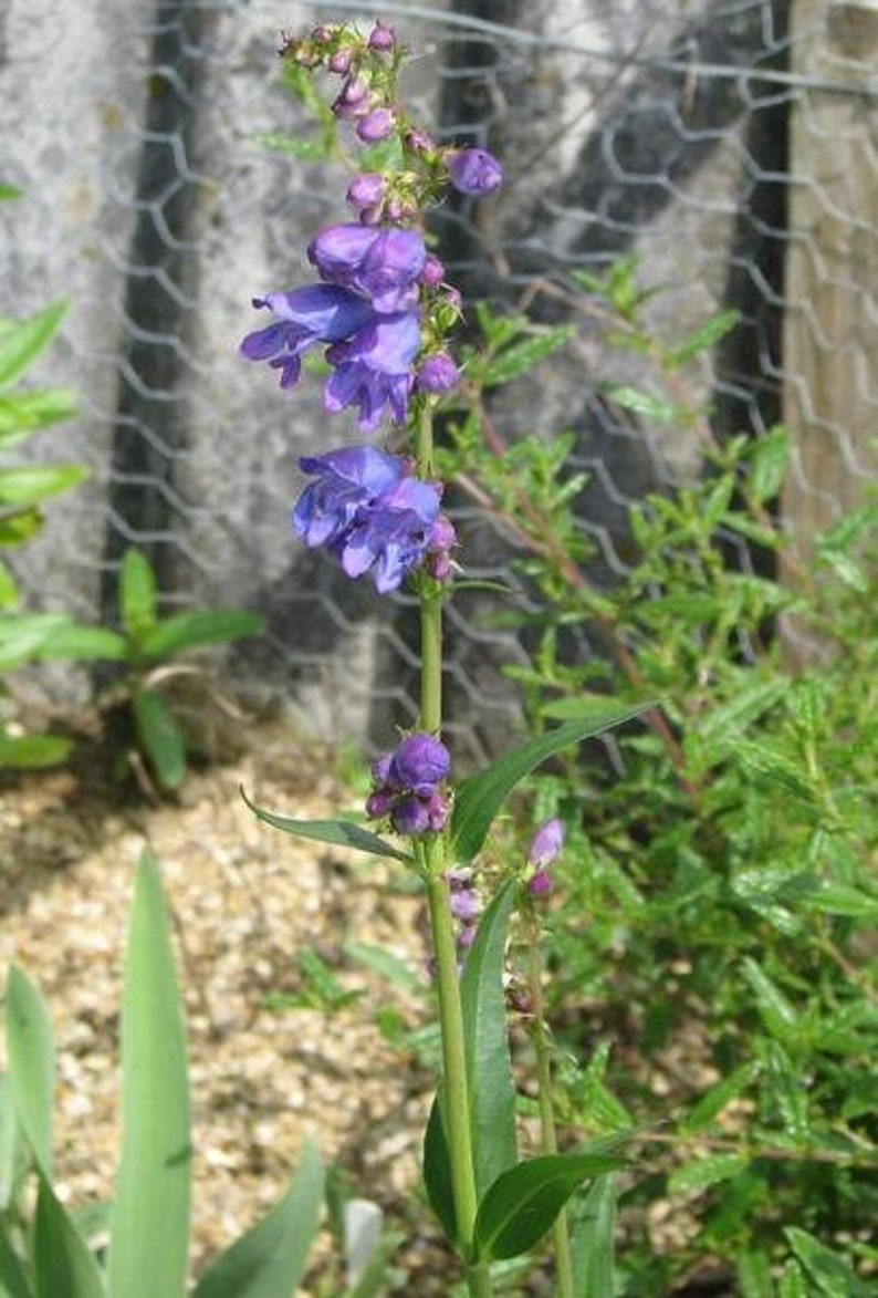 Penstemon Strictus Rocky Mountain Penstemon Pride of the | Etsy