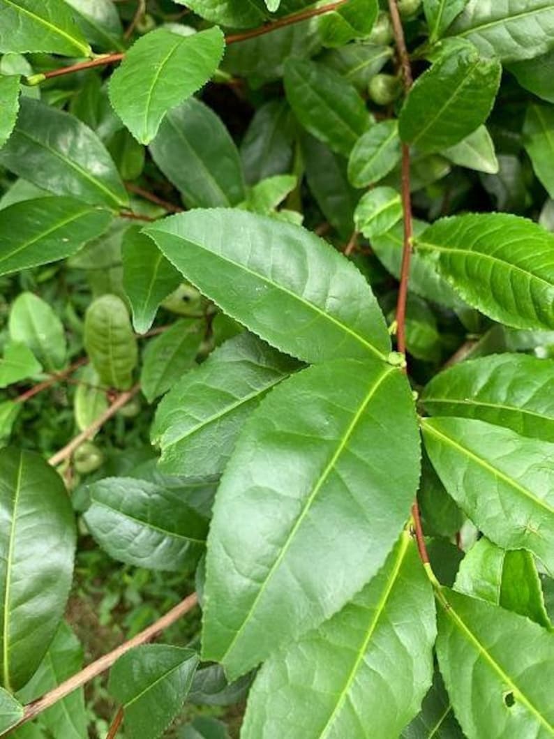 Camellia Sinensis | Tea Plant | Green Tea Shrub | 15 Seeds - Etsy