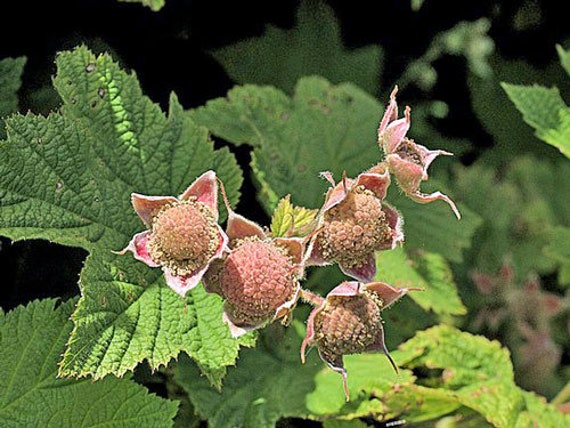 Rubus Parviflorus