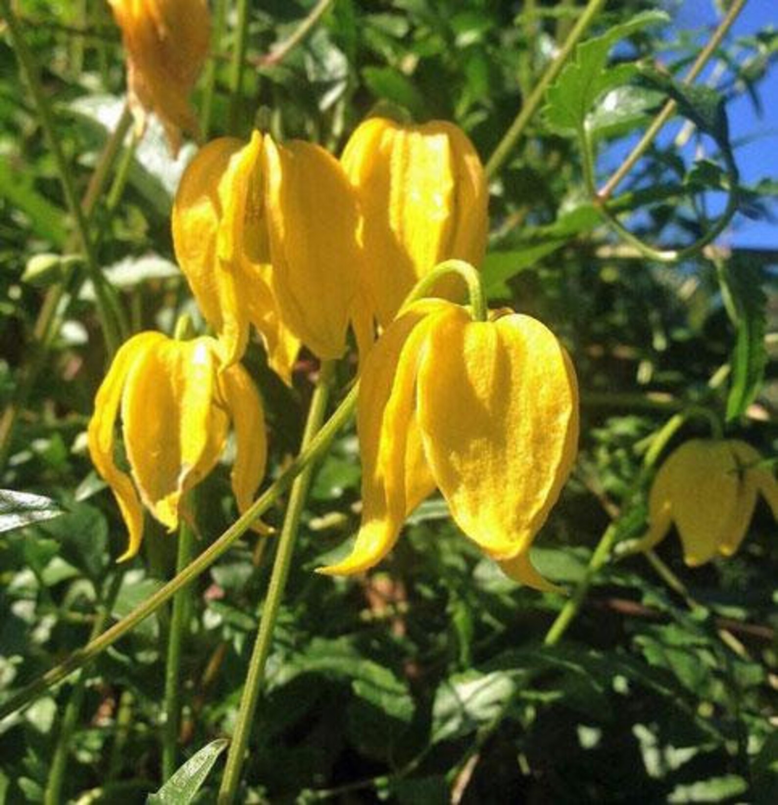 Clematis Orientalis Chinese Clematis Oriental Virginsbower | Etsy