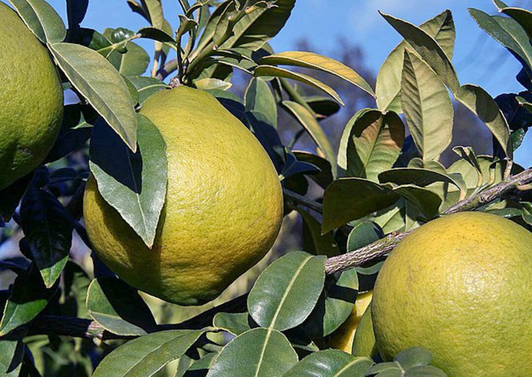 Citrus Macroptera | Wild Orange | 5 Seeds - Etsy